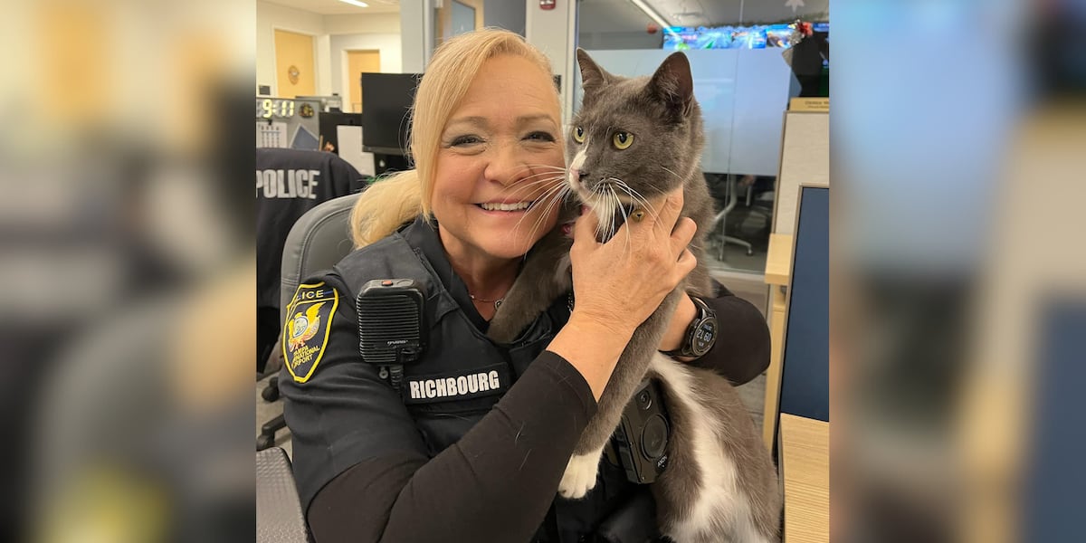 Cat Back Home After Sneakily Tagging Along In Car For Vacation Getting Lost At Airport